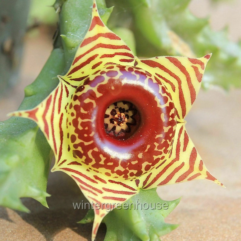 Cool Images Of Plants Cool The Planet: Create Shade