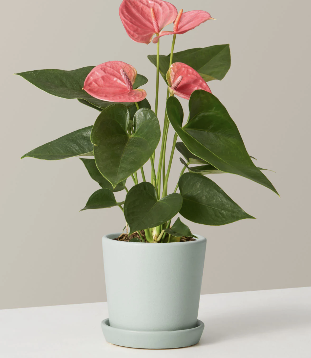 Non Flowering House Plants With Names Caring For Indoor Plants In The