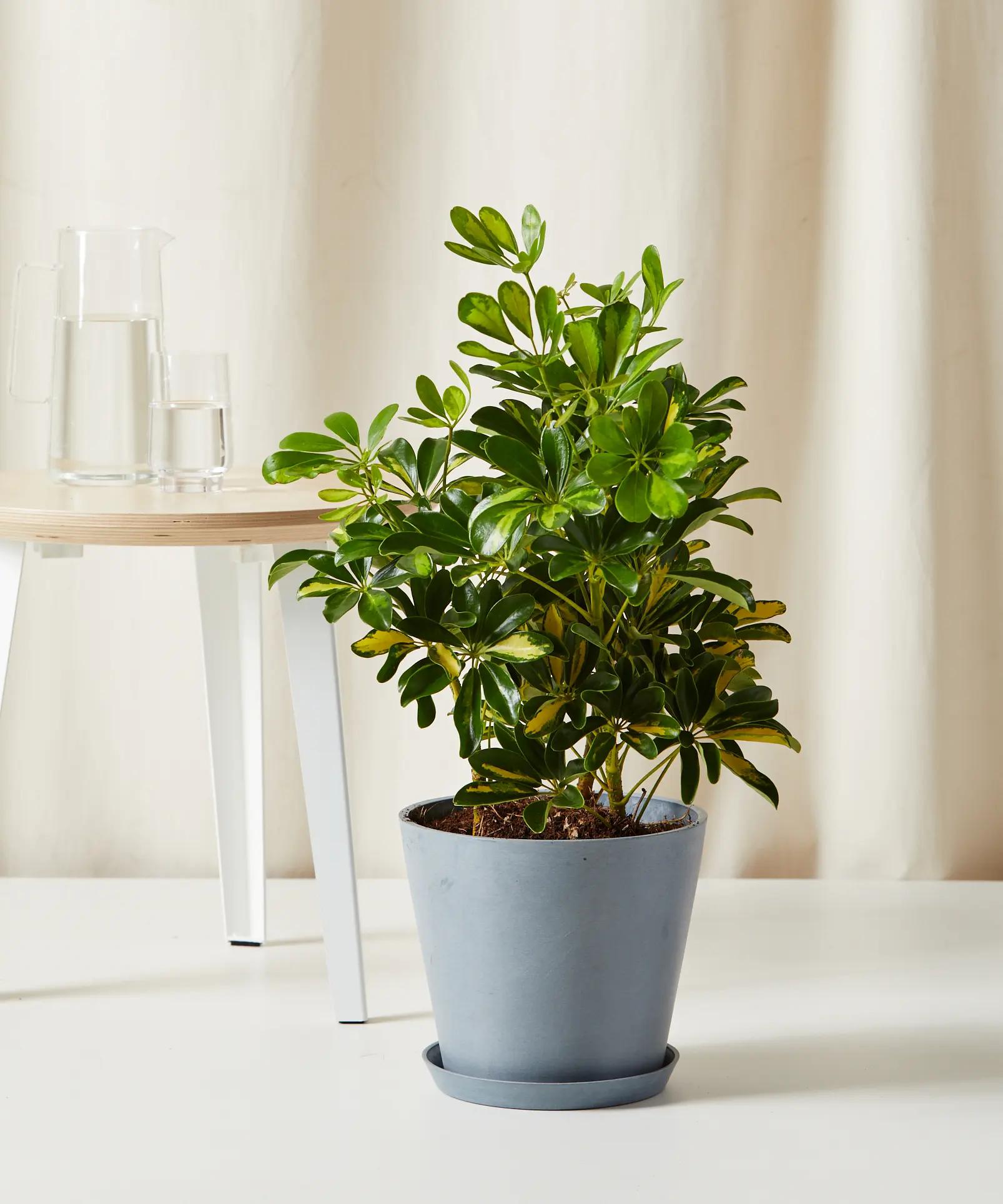 15 Best Low Light Indoor Plants 30 Hard To Kill Plants That Don't Need