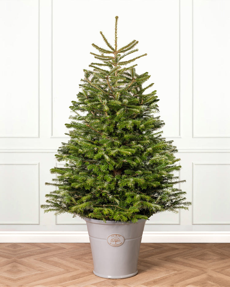 Contemporary Porch Pot Christmas Trees