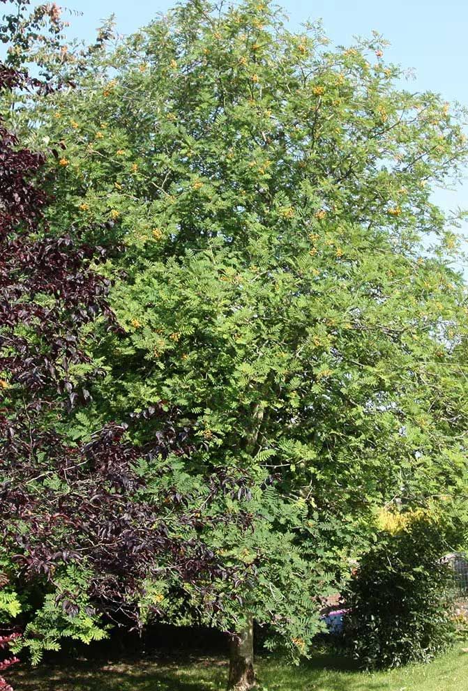 Short Fully Leafed Trees