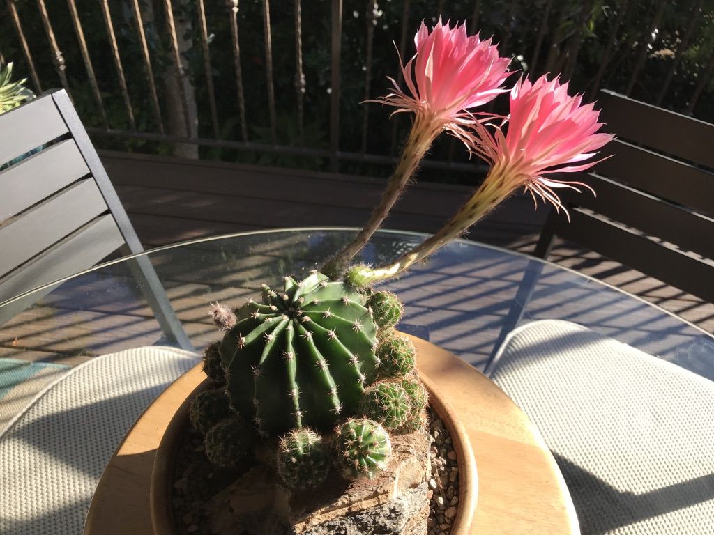 Especies De Cactus Con Flores Motivos Por Los Que Comprar Cactus Con