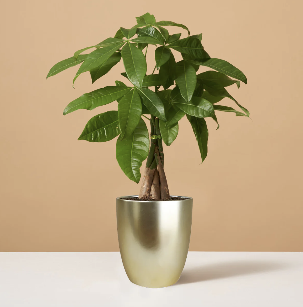Money tree tree store