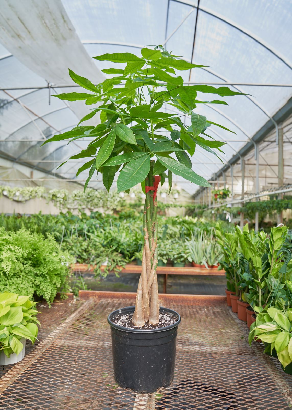 How to Properly Care for Money Trees According to an Expert