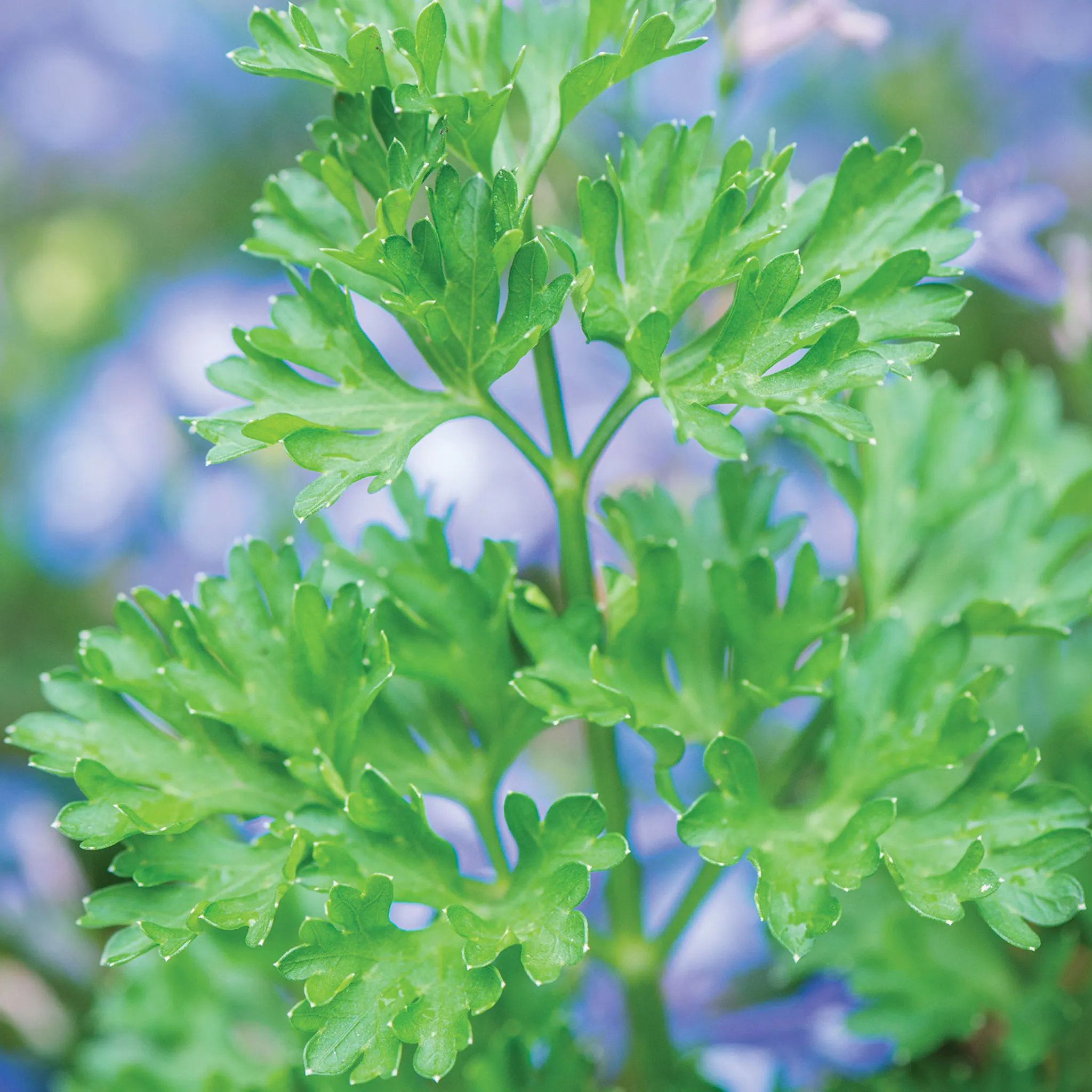 How To Care Parsley Plant